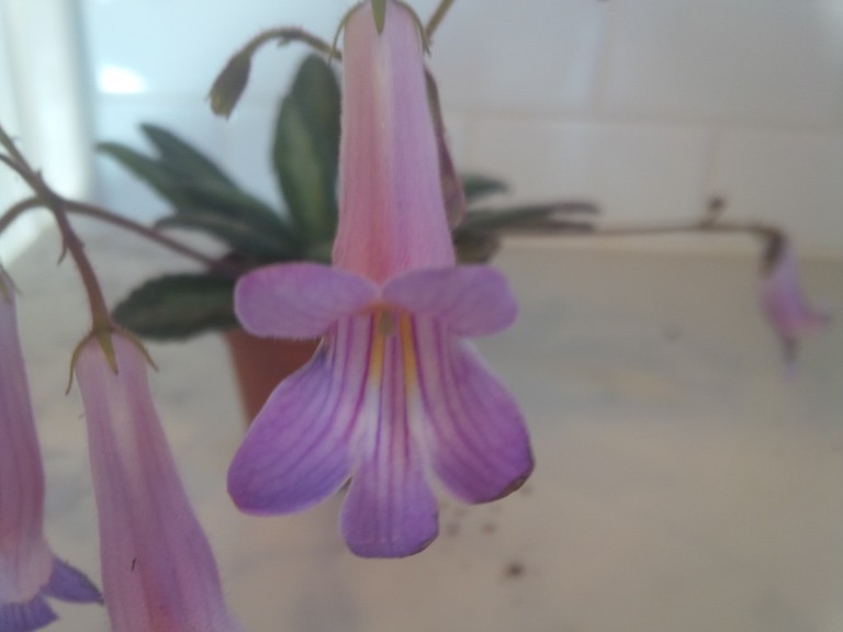 Primulina