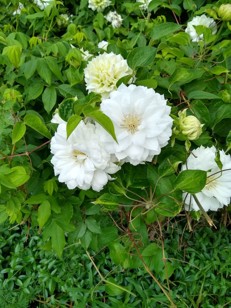 Duchess of Edinburgh – The Gardener's Apprentice