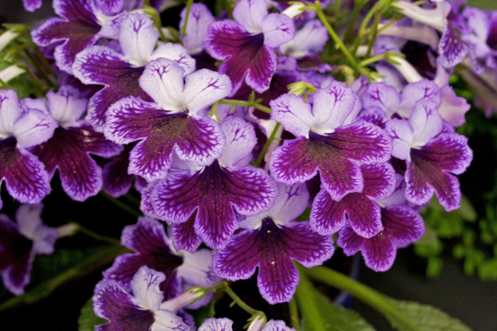 Cape Primrose